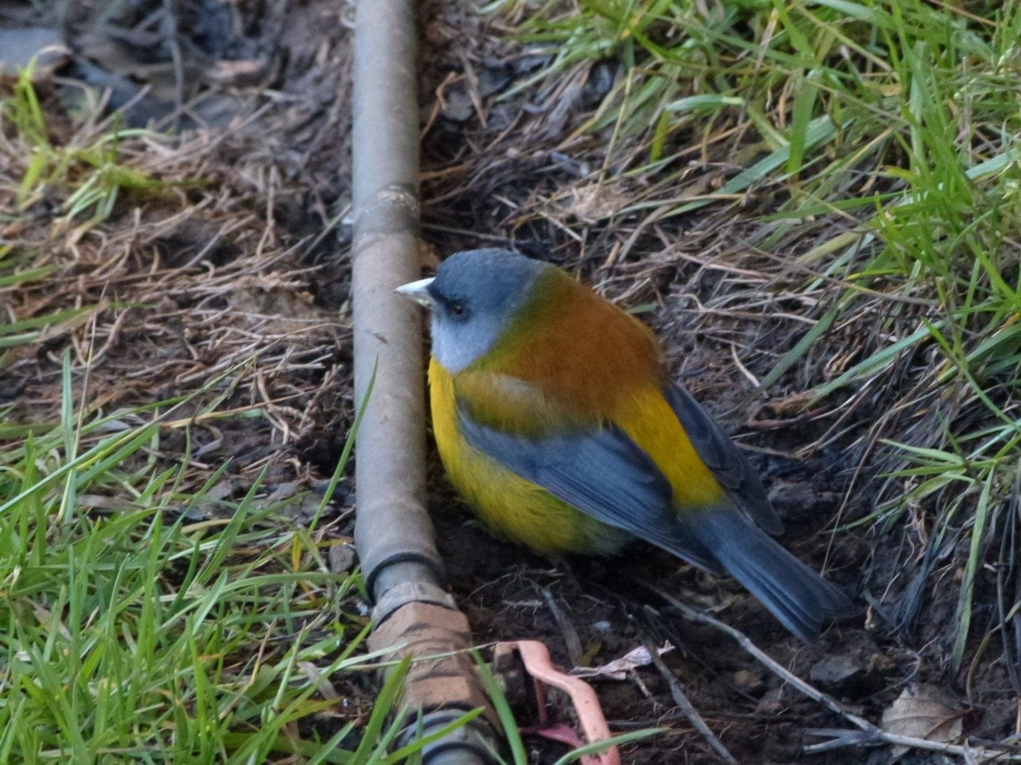 Avecilla - Politikaperu